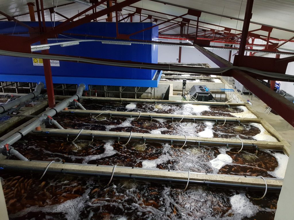 Guide to Recirculating Aquaculture System (RAS) in Fish Farming ...