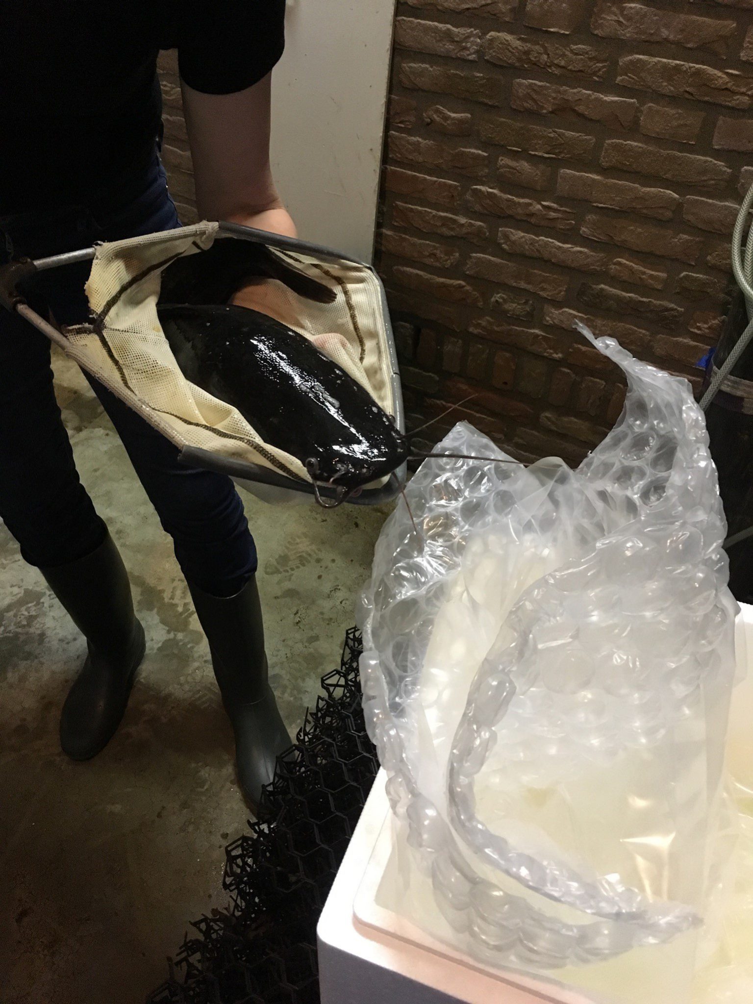 Aquaculture ID delivers African catfish broodstock to farm in Mali ...