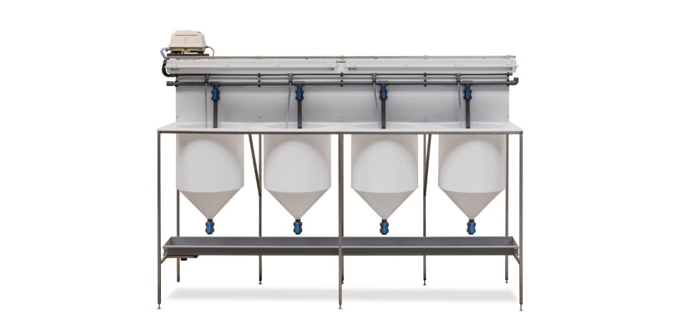 Artemia Cysts or Brine Shrimp Eggs - Aquaculture ID