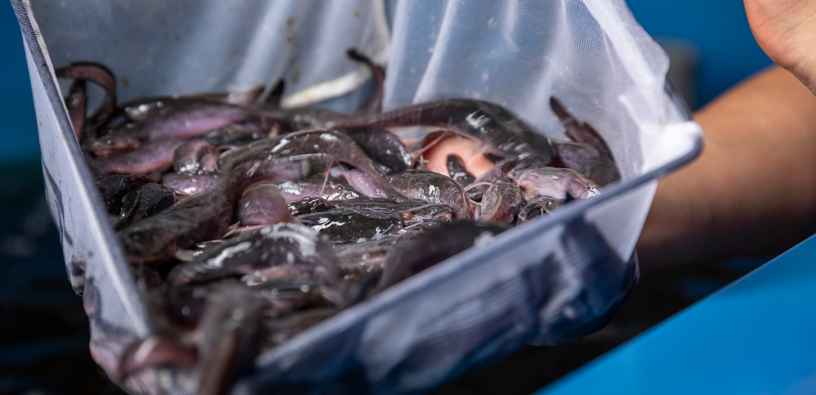 Fish nets - Aquaculture ID